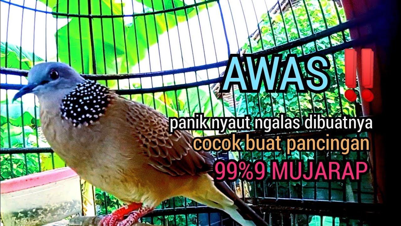 Derkuku Jawa super gacor suara merdu tajam,bikin lawan emosi 100% ampuh ...