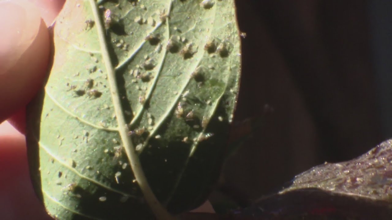 Gardening 101: Hackberry leafrollers invade North Texas - YouTube