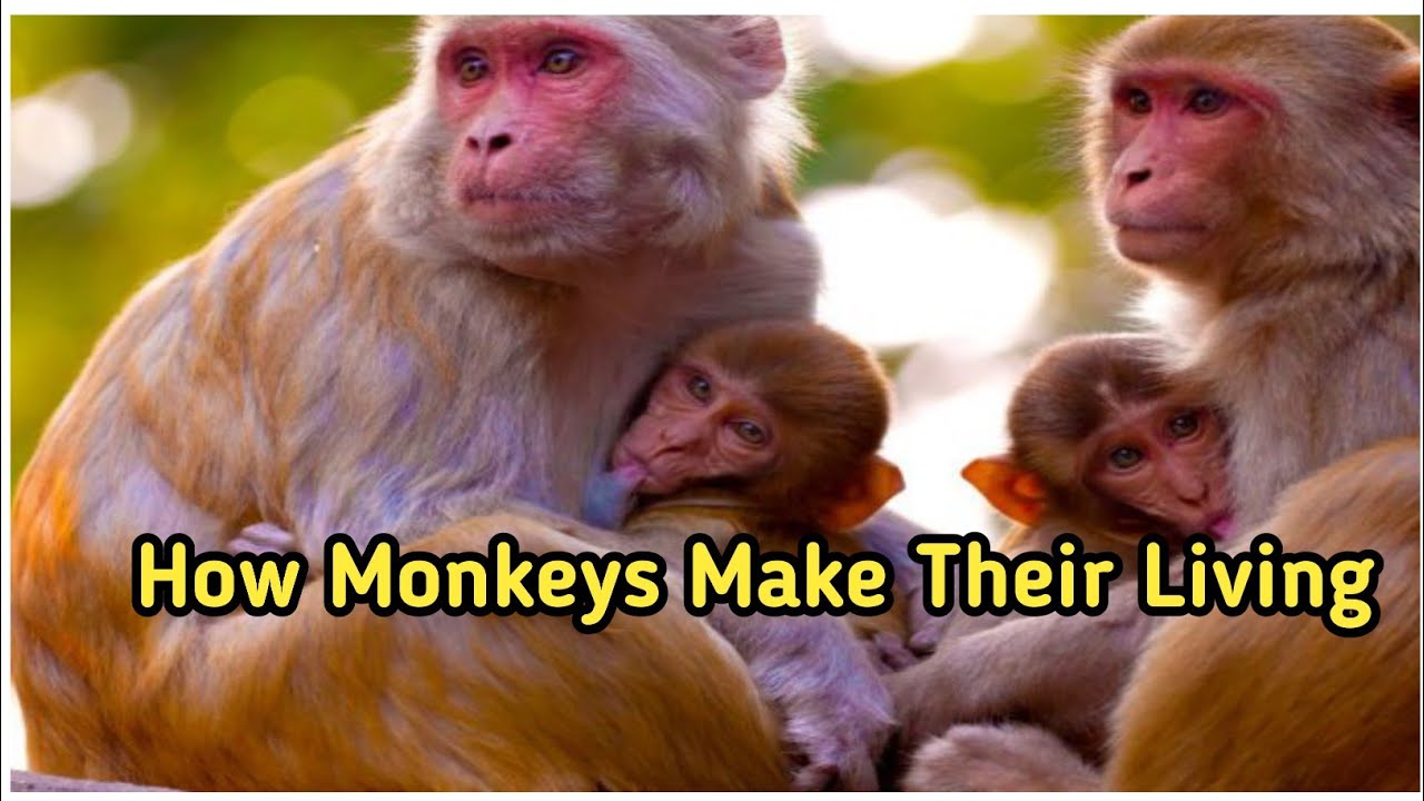 Life of Monkeys in The Jungle || How Monkeys Make Their Living || PK ...