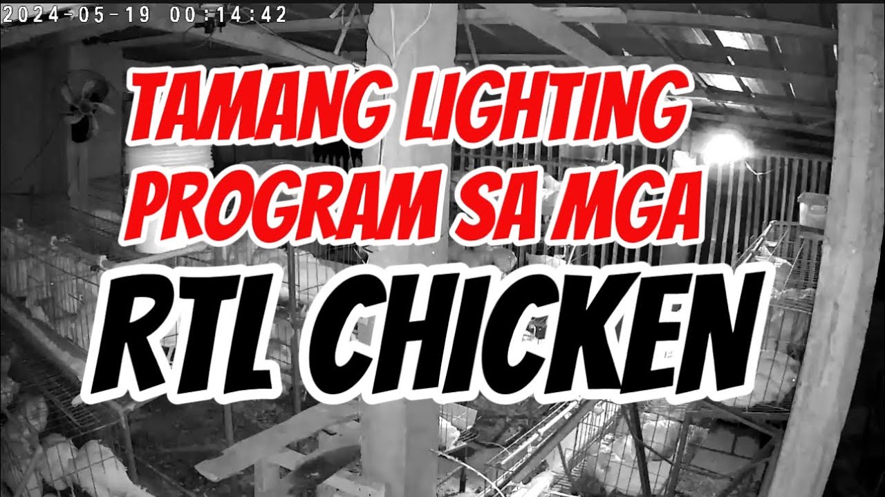 LIGHTING PROGRAM NA EFFECTIVE SA AMING MGA RTL CHICKEN - YouTube
