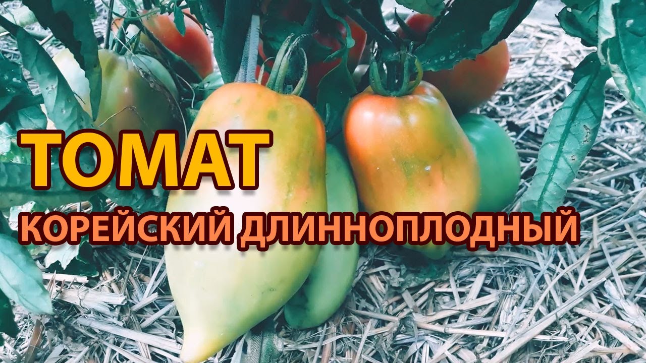Корейский длинноплодный! Обзор томата - YouTube