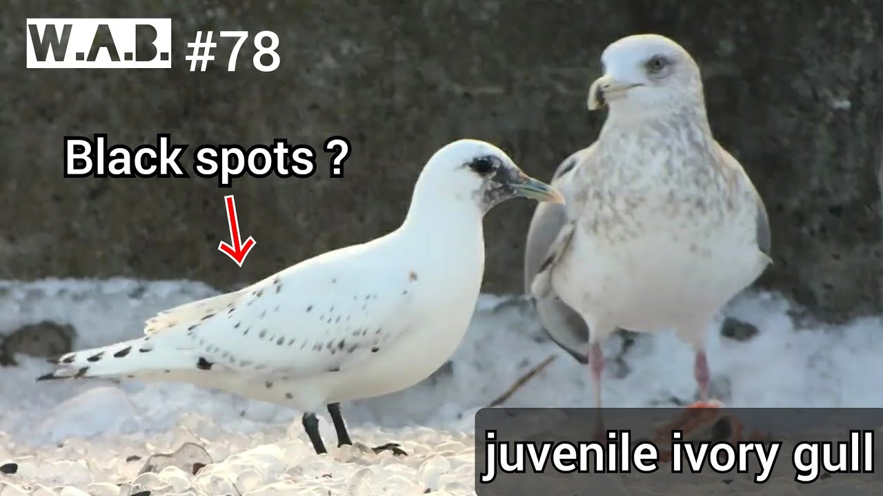 Juvenile IVORY GULL | Killiniq, Canada | Wild Animal Behaviour #78 ...