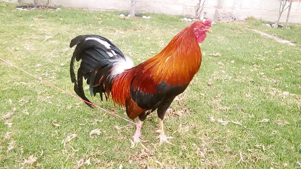 GALLOS DE RANCHO AREL | CRUZA HATCH CON SWEATER - YouTube