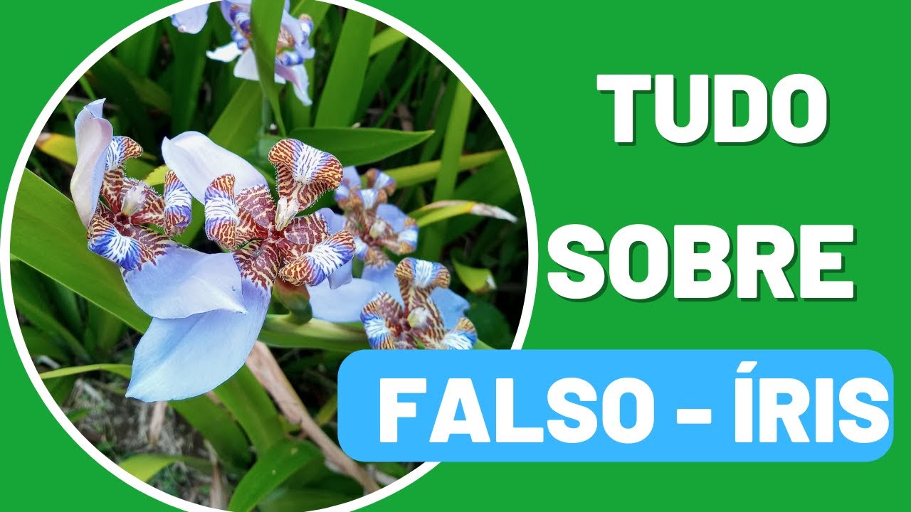 FALSO ÍRIS - TUDO O QUE VOCÊ PRECISA SABER! | Como fazer muda e como ...