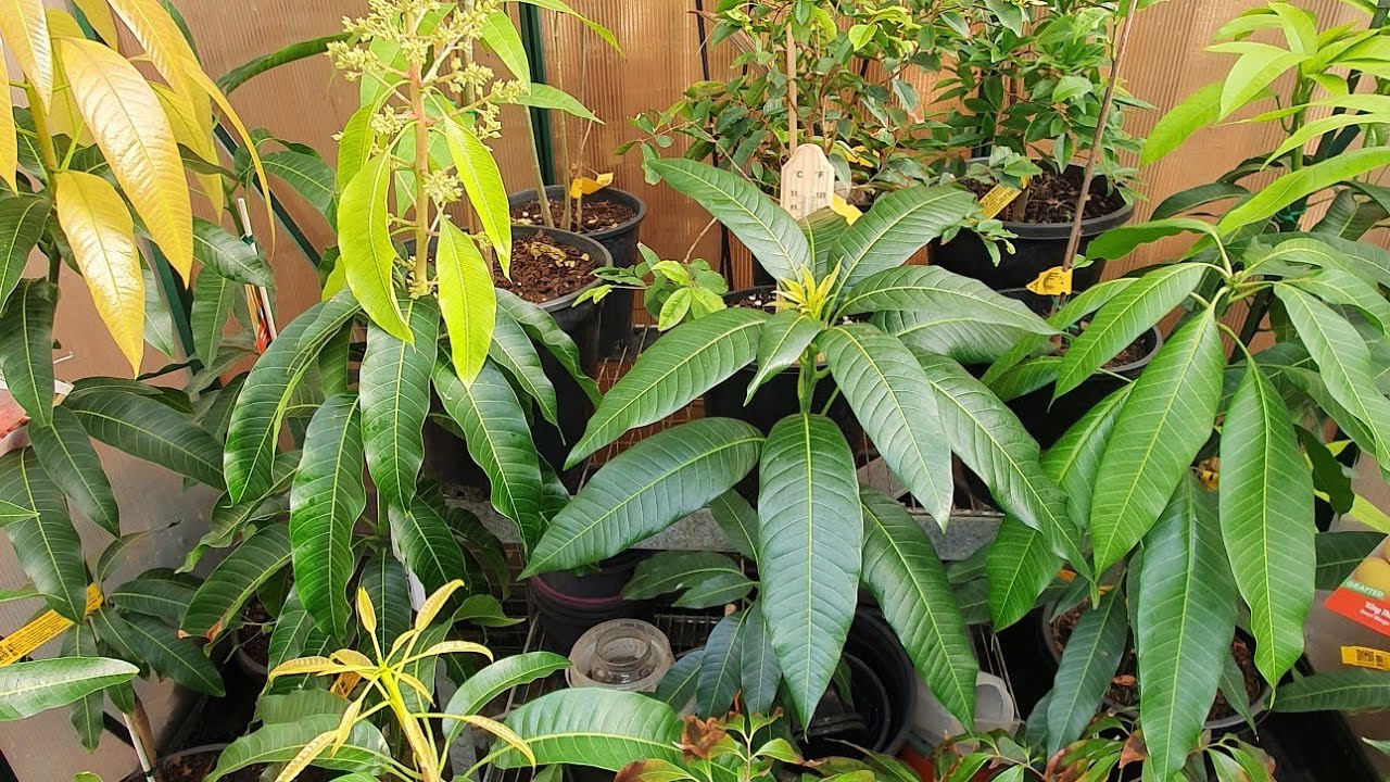 Winter Mango Update In Unheated Greenhouse - YouTube