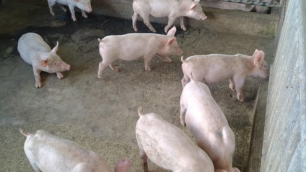 Inside the Life of a Piglet: The Care and Love They Receive on the Farm ...