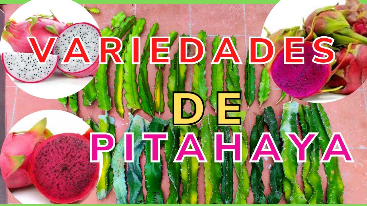 COMO IDENTIFICAR VARIEDADES DE PITAHAYA?.(pink, undatus, american ...
