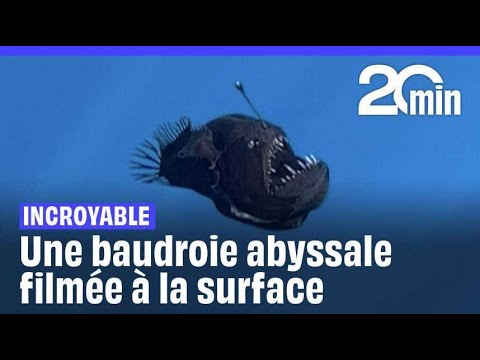 Une baudroie abyssale filmée à la surface - YouTube