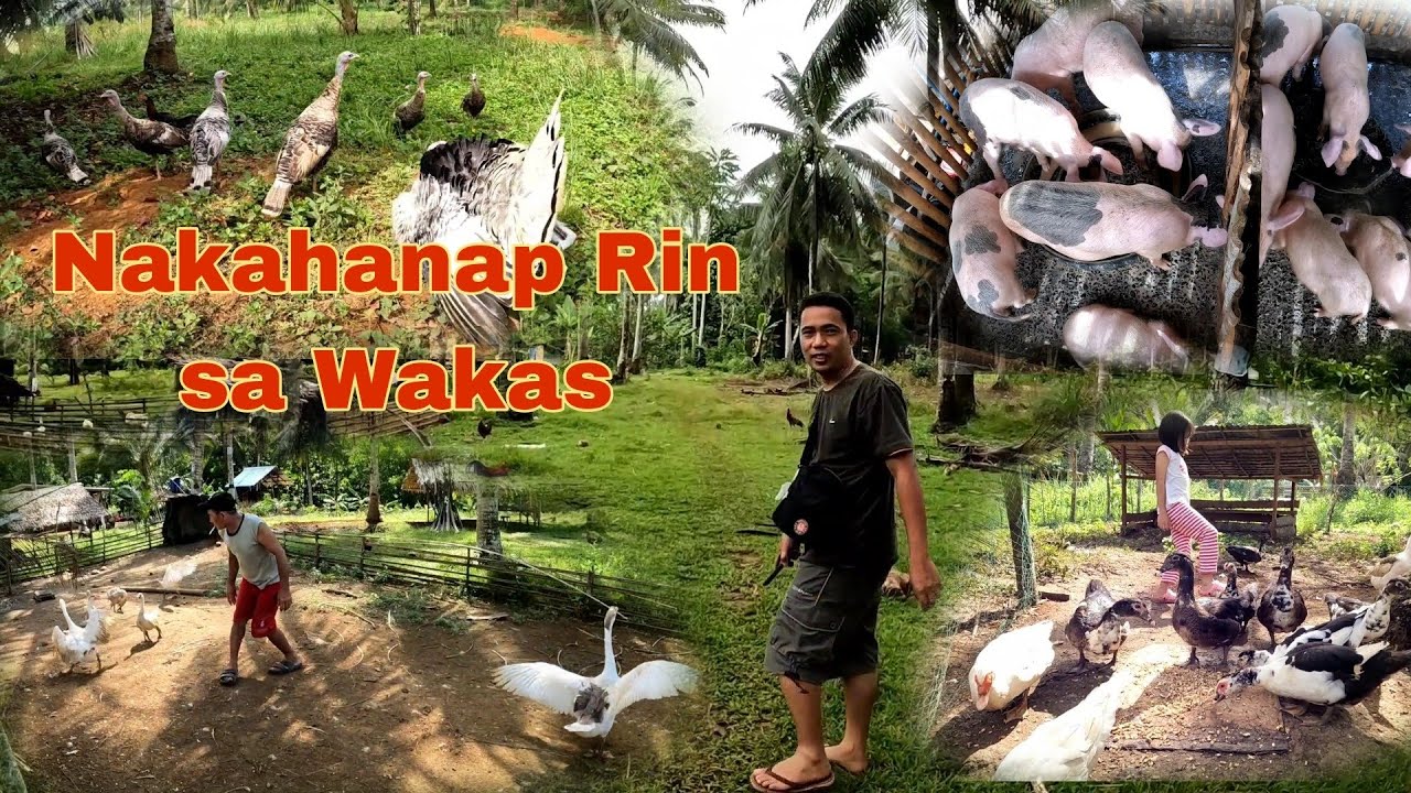 1500 Nabili Dalawang Gansa Sulit Dami na Naming Alaga Dito Namin Nakuha ...