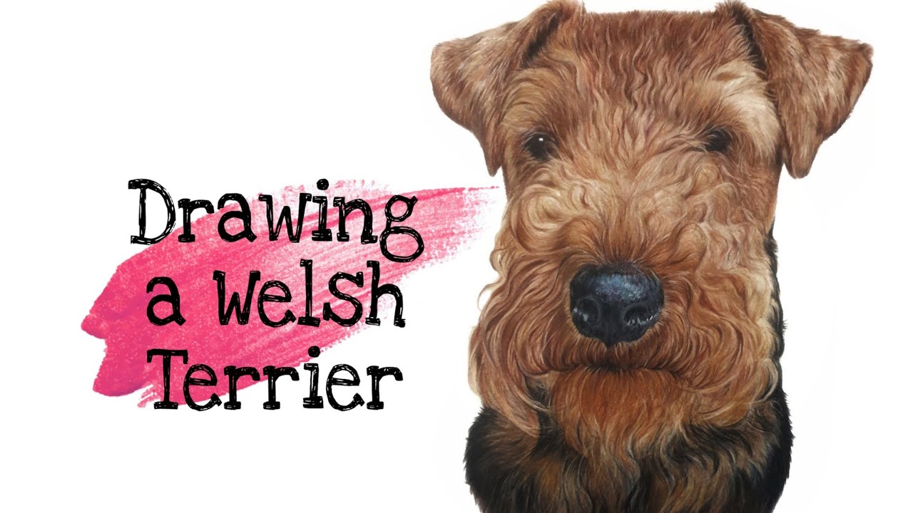Drawing a Welsh Terrier/ Colour pencil drawing /강아지 그리기/ 반려견 그리기/ 색연필화 ...