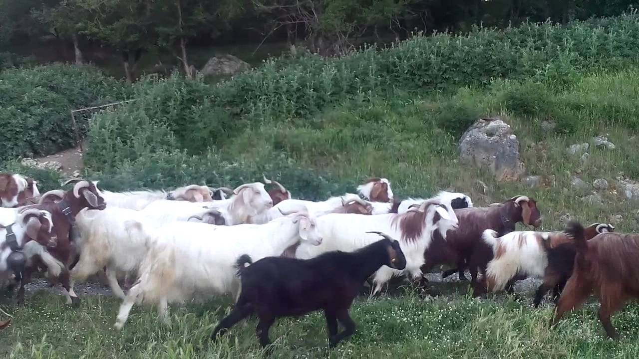 Κοπαδι Γιδια στο Αηδονοχωρι Κονιτσας - YouTube