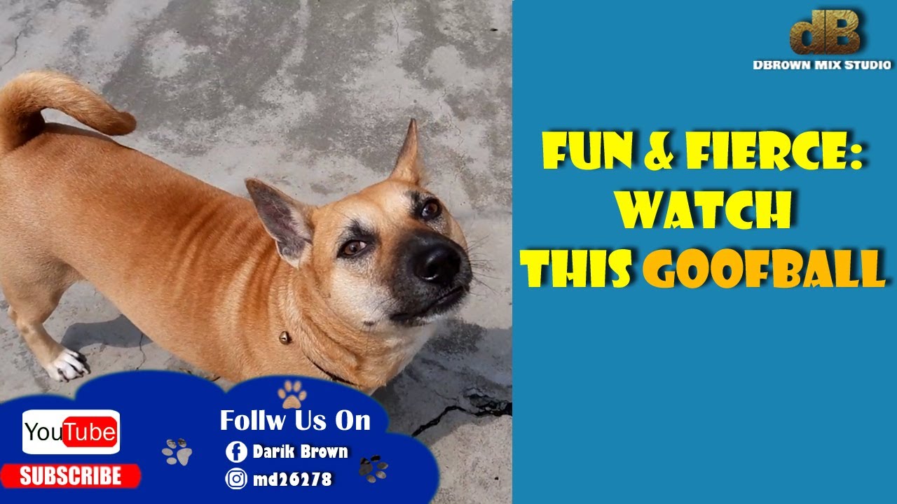 Fun & Fierce: Watch This Goofball - YouTube
