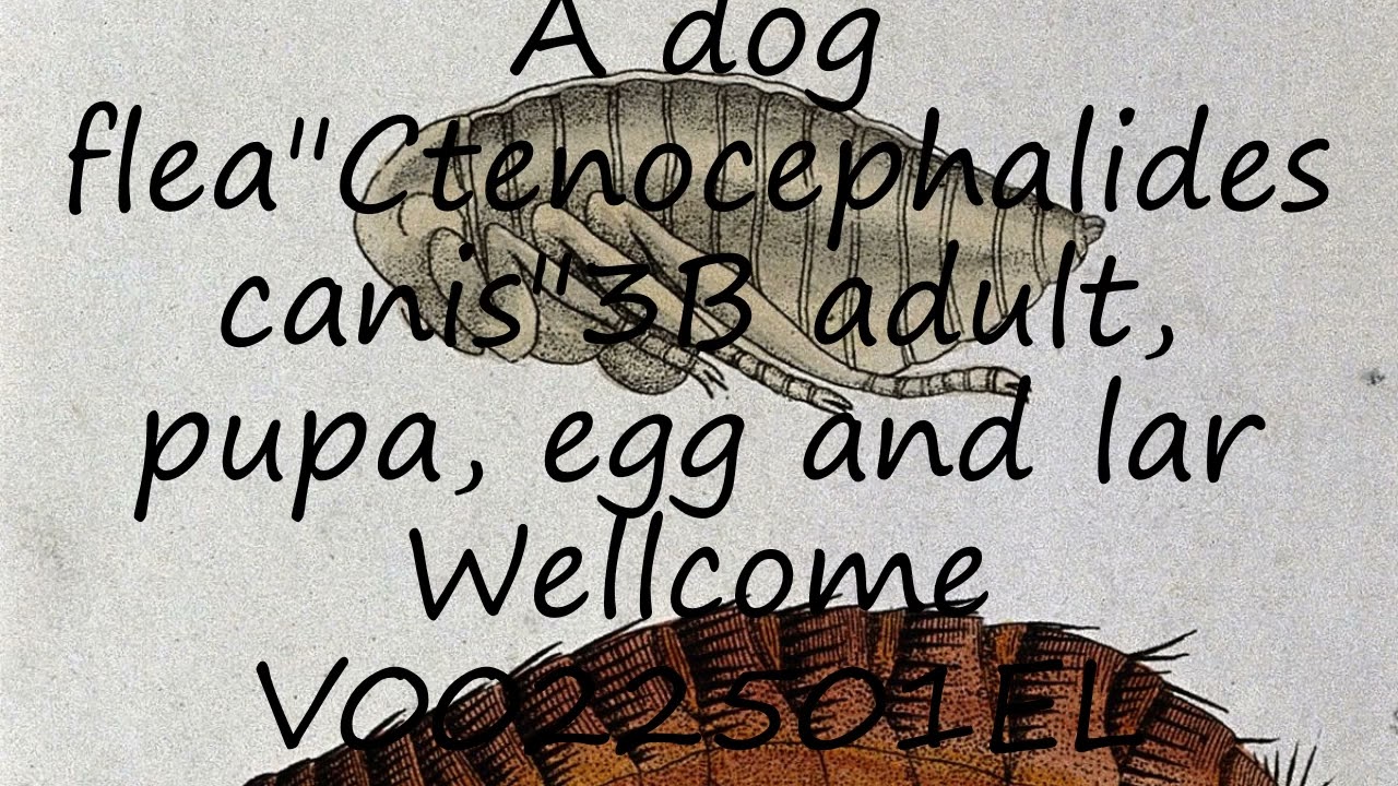 Ctenocephalides Canis Egg