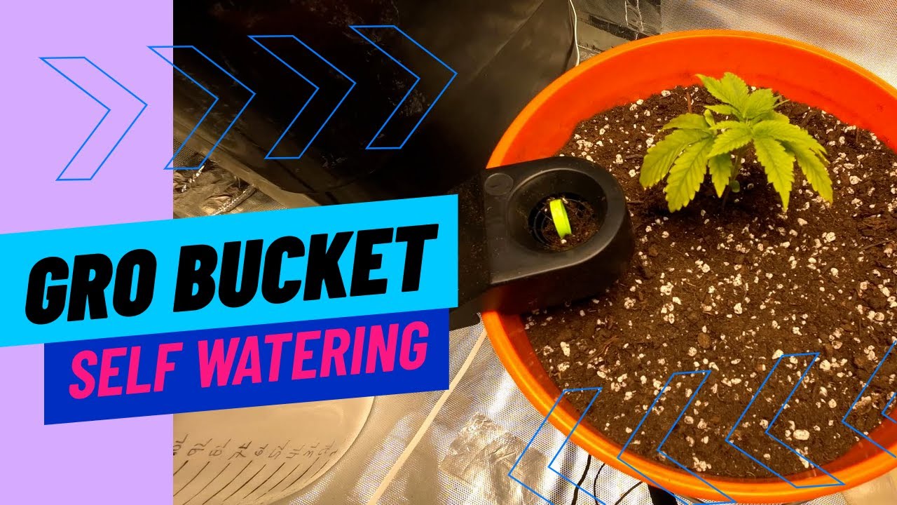 Effortless Garden: Beginner's Guide to Self-Watering Grow Buckets - YouTube