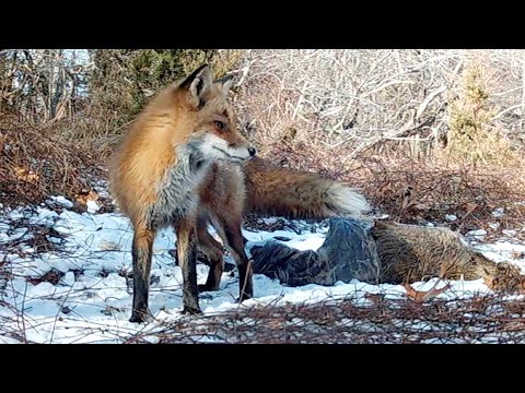 Red Fox Feeding on a Deer Carcass- Riverhead, NY - YouTube