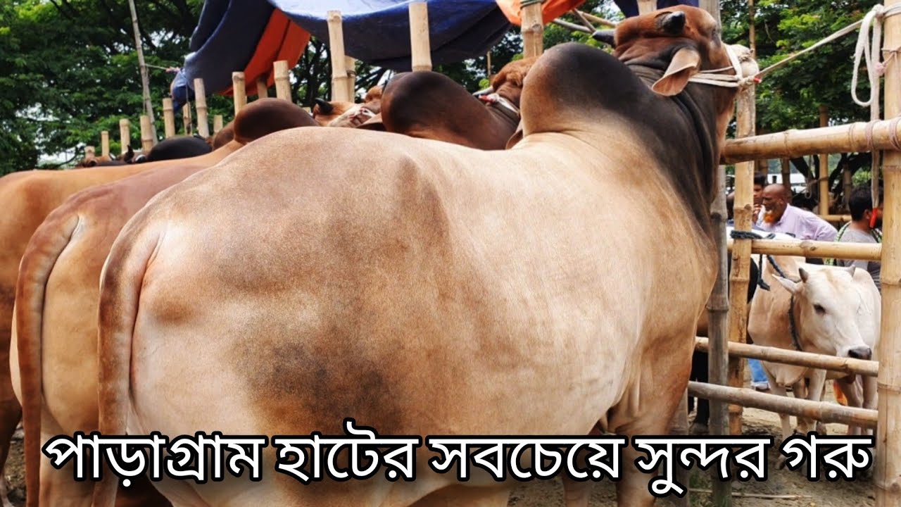 Paragram Gorur Hat 2024 • Qurbani Goru • Cow Lovers - YouTube