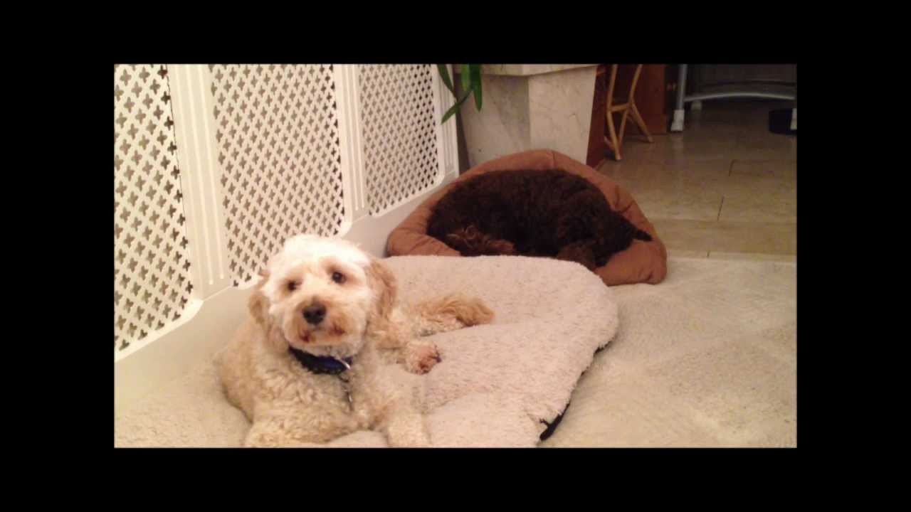 Dogs duetting to the Go Compare Advert.wmv - YouTube