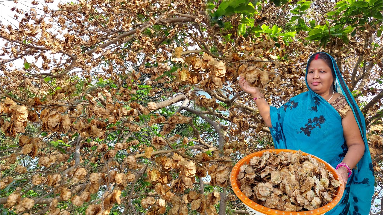 इम्यूनिटी बूस्ट करने वाला चिलबिल का फली हलुआ : जानें कैसे बनाएं ...