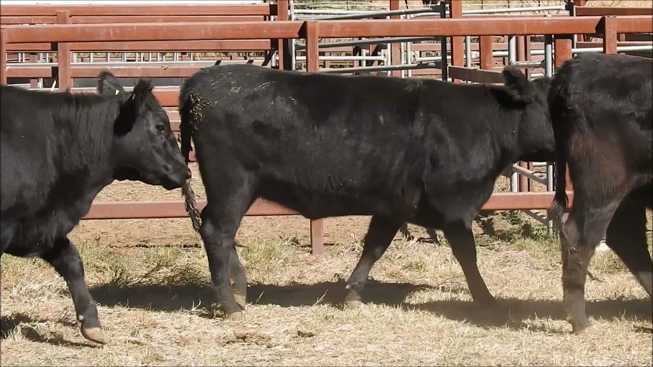 AJ & AH Hickman Angus Heifers - YouTube