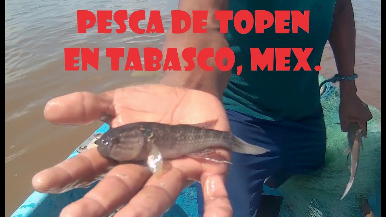 PESCA DE TOPEN EN TABASCO. CON ATARRAYA 🐟🐟🐟 - YouTube