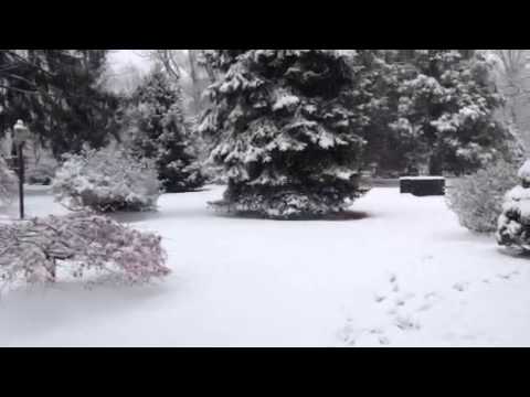 Rufus, Ginger and Shiloh play - YouTube