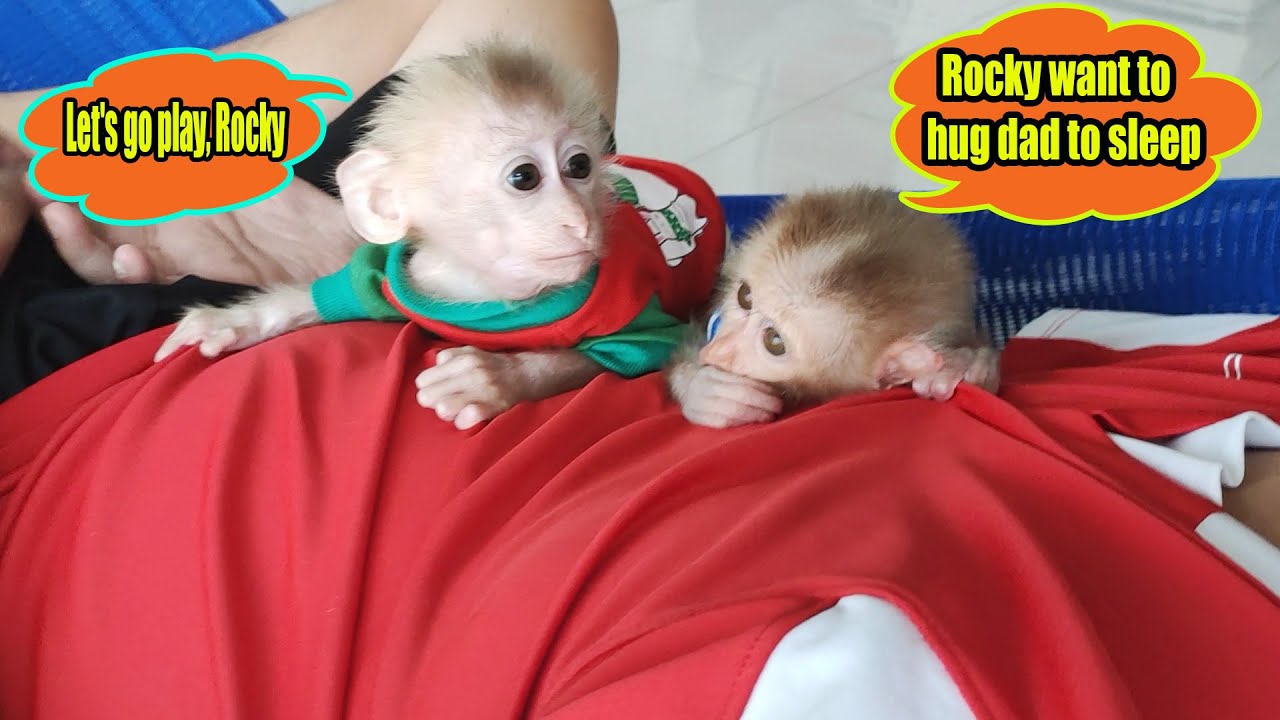 Baby monkeys Rocky and Ricky happily play in hammocks with dad - MONKEY ...