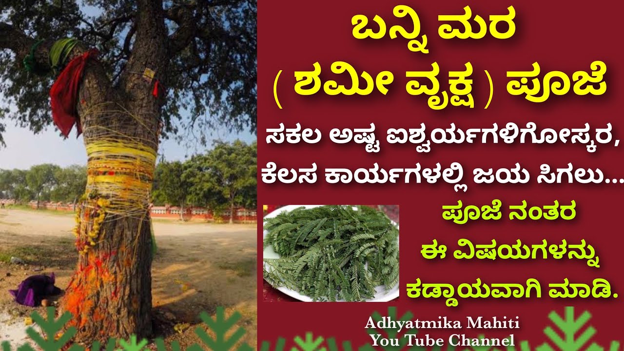 ಬನ್ನಿ ಮರ (ಶಮೀ ವೃಕ್ಷ) ಪೂಜೆ, ಸಂಪೂರ್ಣ ಮಾಹಿತಿ || ಬಾಳು ಬಂಗಾರವಾಗಲಿ ...