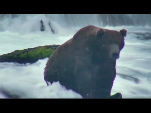 Fat bear week 747 fancam - YouTube