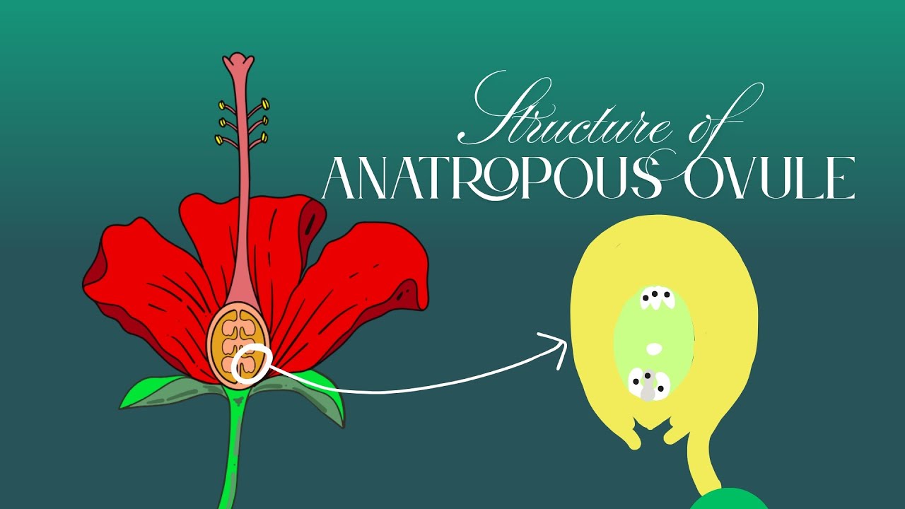 Structure of Anatropous ovule - YouTube