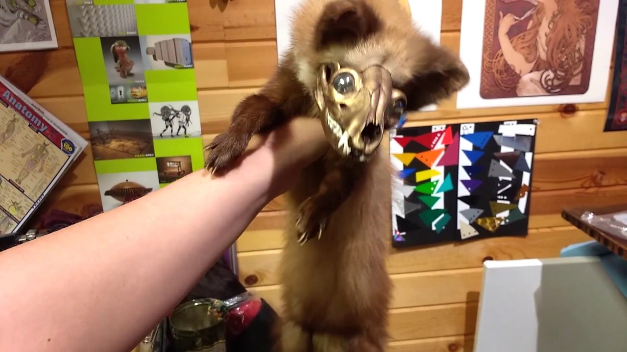 Kiezel Soft Mount Taxidermy Creature - YouTube
