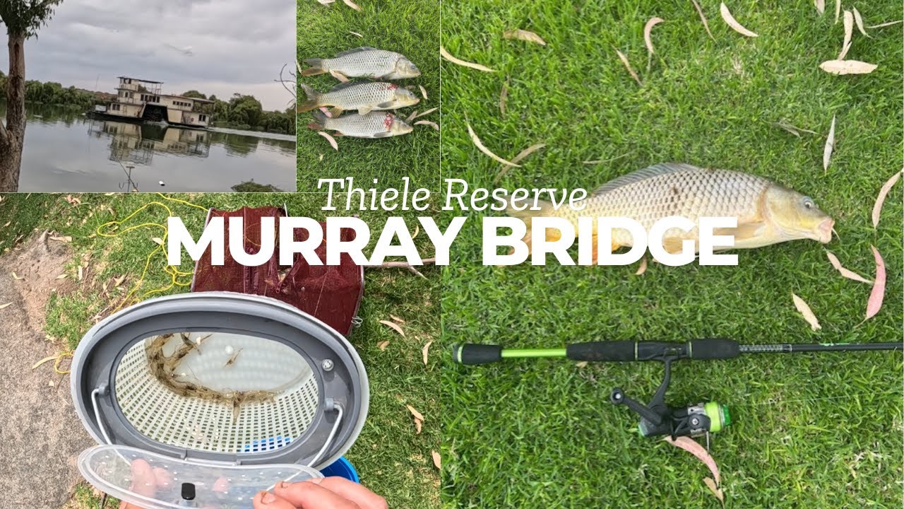 Murray River Fishing Thiele Reserve Murray Bridge - YouTube