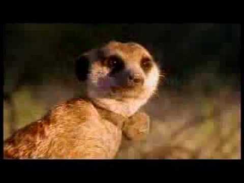 Meerkat Manor "Bad Girls" promo - YouTube