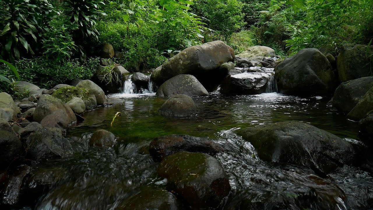 relax for a moment l Deep Forest on a Rainy Day, Nature Sounds, Forest ...