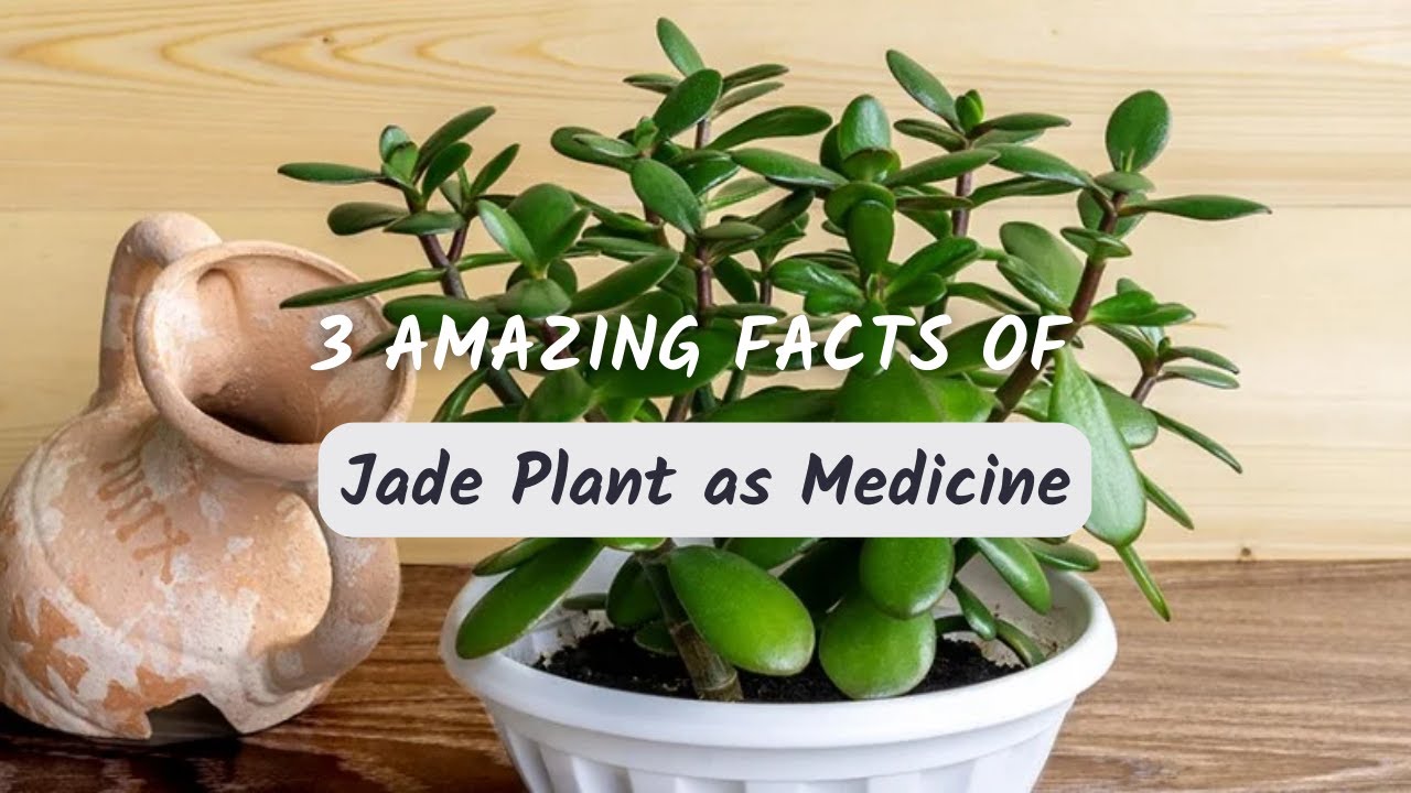 3 Amazing Facts Of Jade Plant as Medicine That You Need To Know! - YouTube