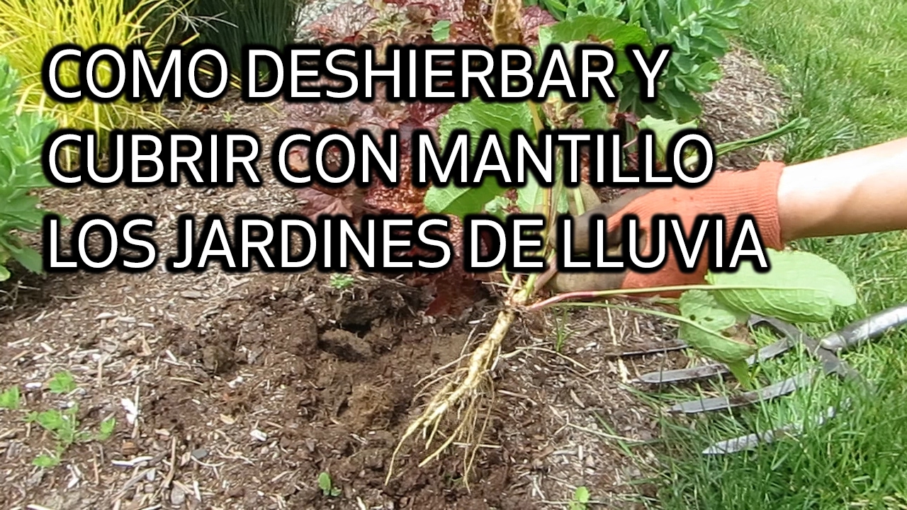 RainWise: Como Deshierbar Y Cubrir Con Mantillo Los Jardines De Lluvia - YouTube