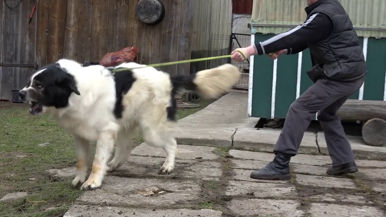 Ferocious 2 Meters Long Beast Dog Attack ! - YouTube