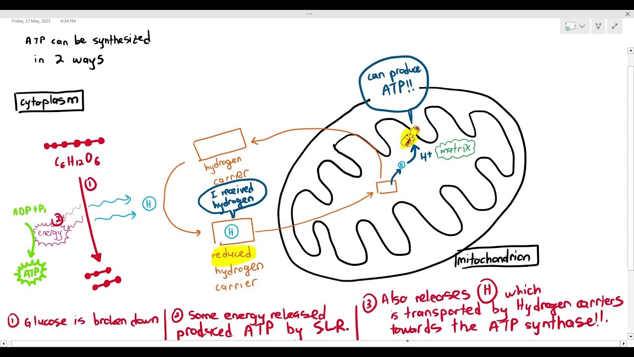 12-4 The 2 ways ATP is synthesized during Respiration (Cambridge AS A ...