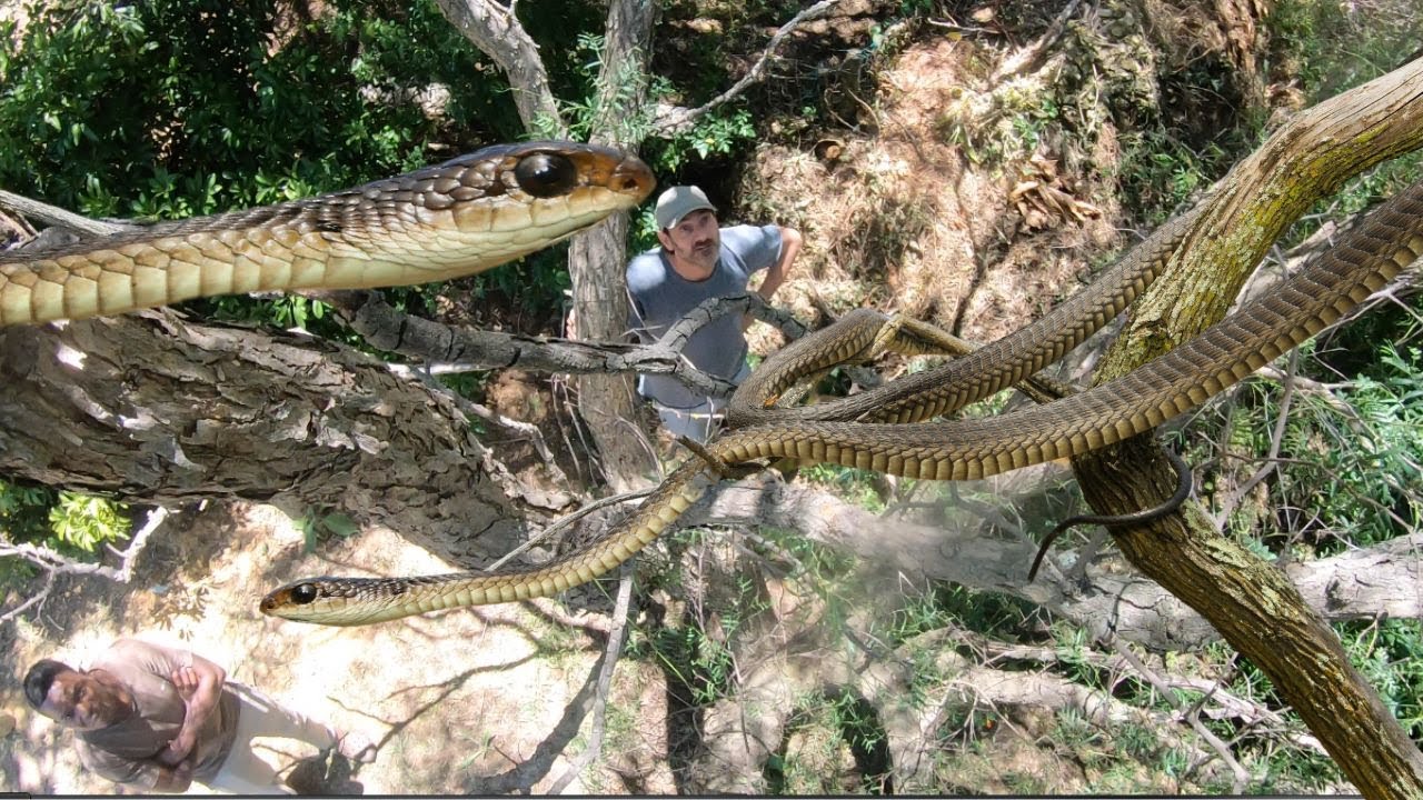 Christmas Eve, Deadly Snake in Their Tree! - YouTube
