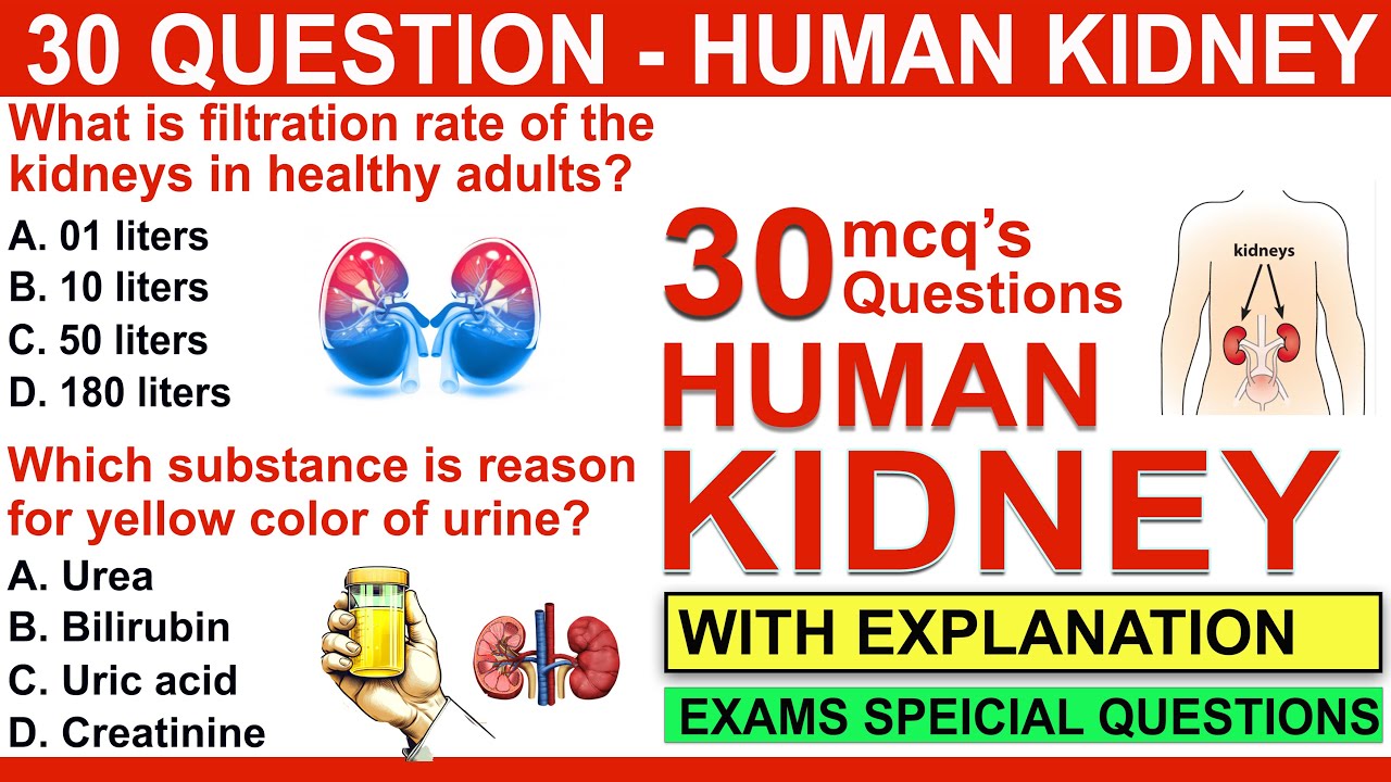 mcqs on human kidney | human kidney mcqs questions and answers | human ...