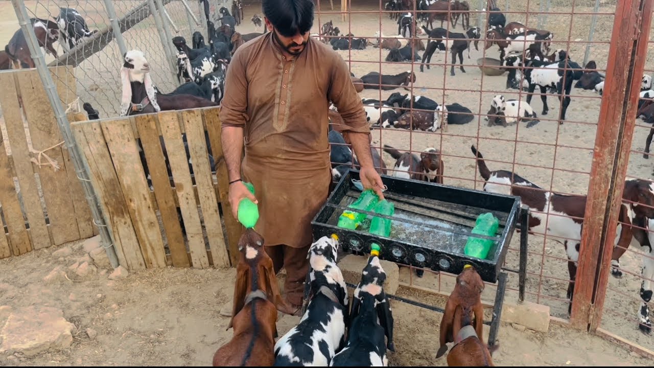 Flea Wort Use For Goat 🐐 Kids || بکری کے بچوں کے لئے اسبغول کا استعمال ...