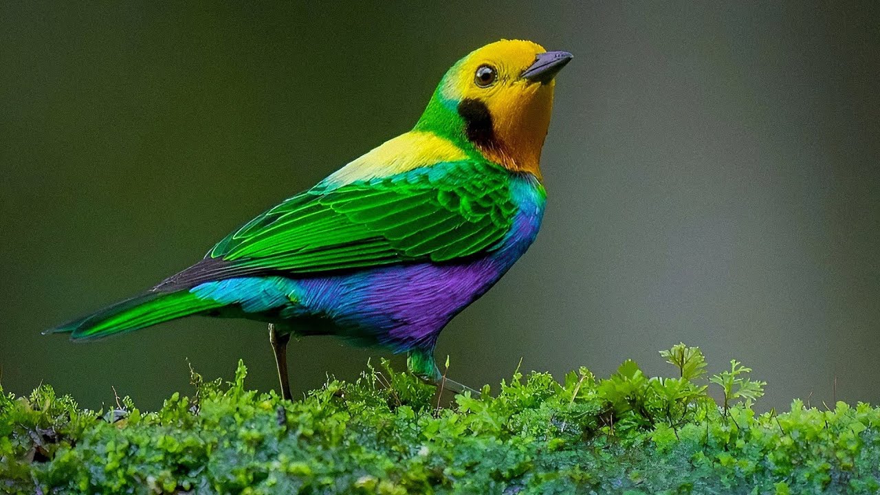 world's most beautiful birds | beautiful birds around the world ...