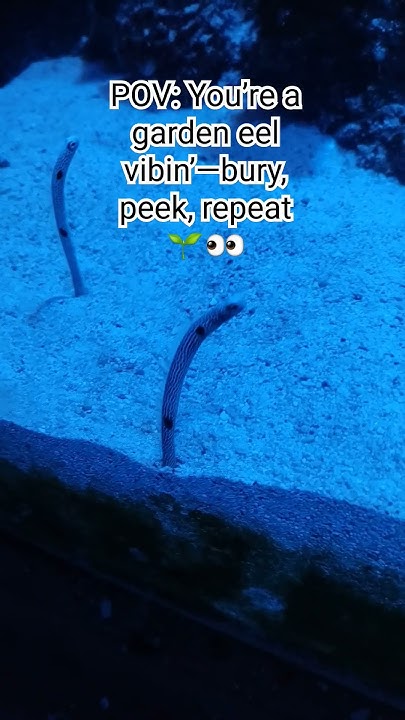 POV: You’re a garden eel vibin’—bury, peek, repeat 🌱👀 - YouTube