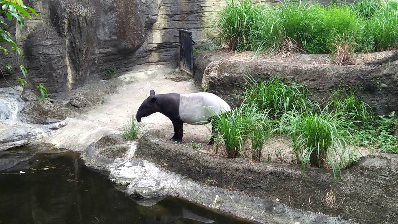 馬來貘怎麼叫 Malayan tapir screaming - YouTube