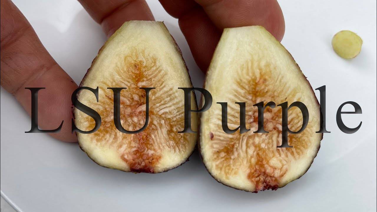 LSU Purple - YouTube