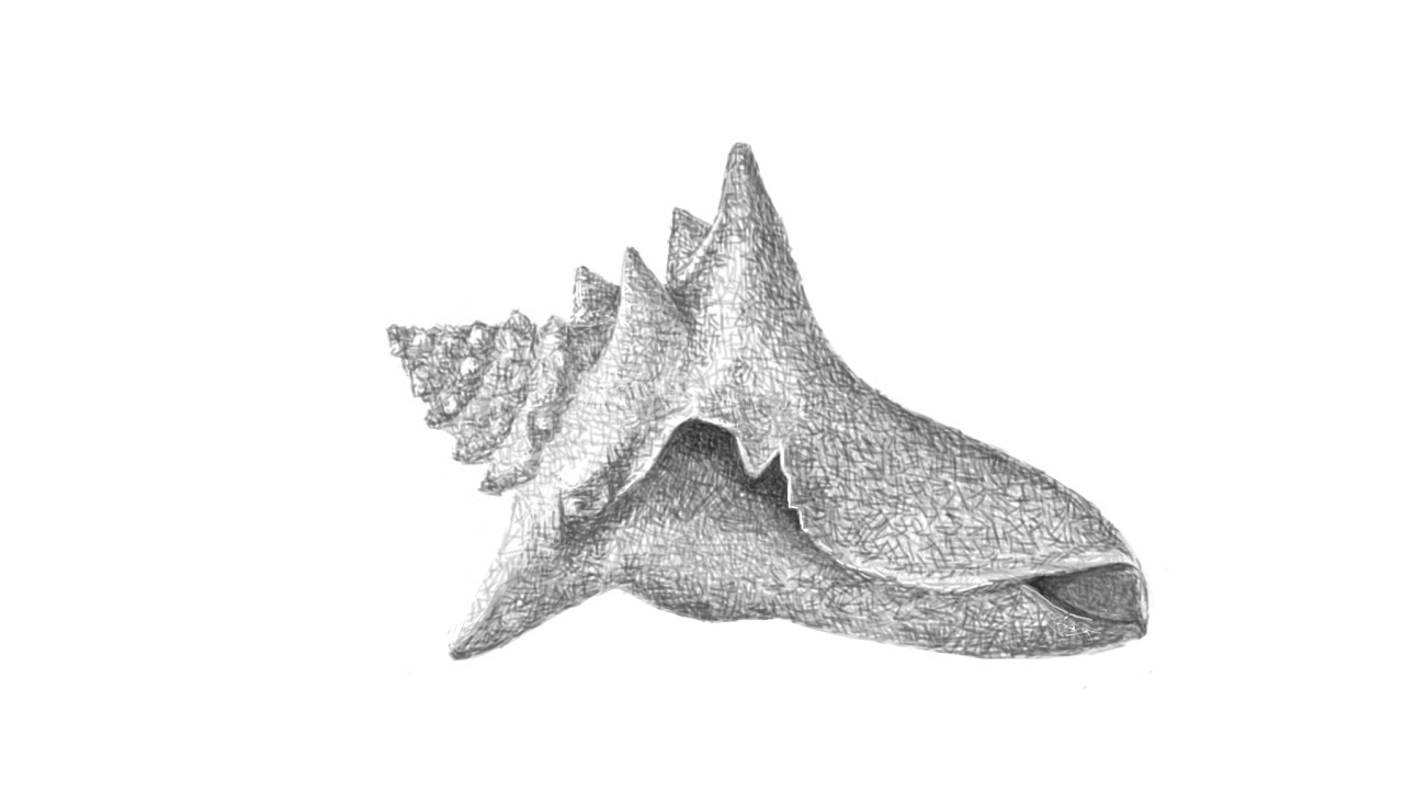 Conch Shell Time Lapse - YouTube