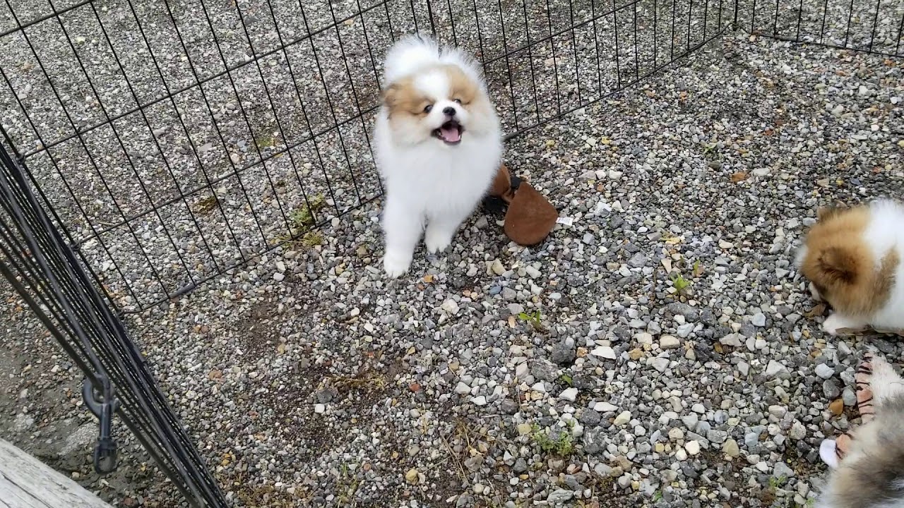Pomeranian puppy play time, video 2, 4/24/2020 - YouTube