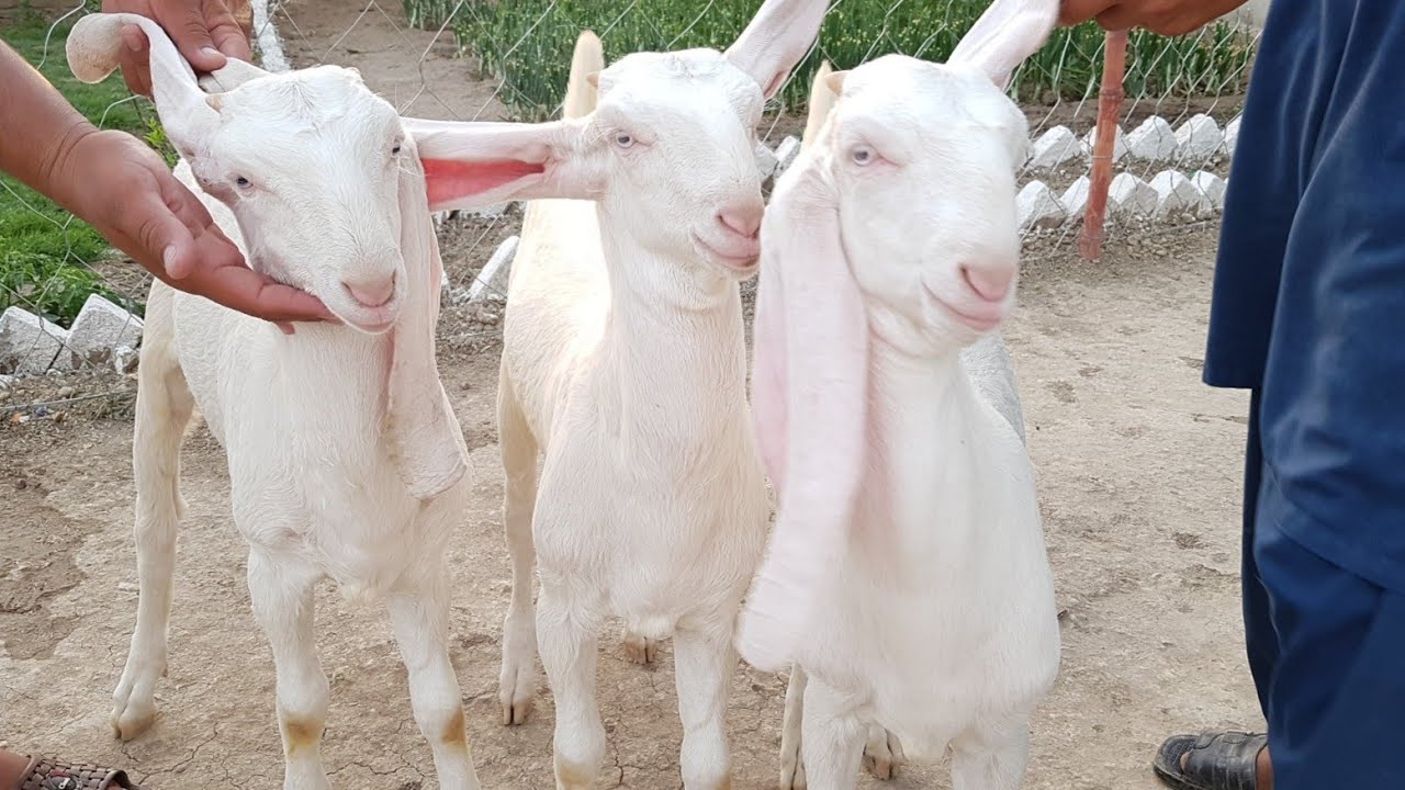 your Gulabi breed pure white 03354746487 goat farming bakriyon ki - YouTube