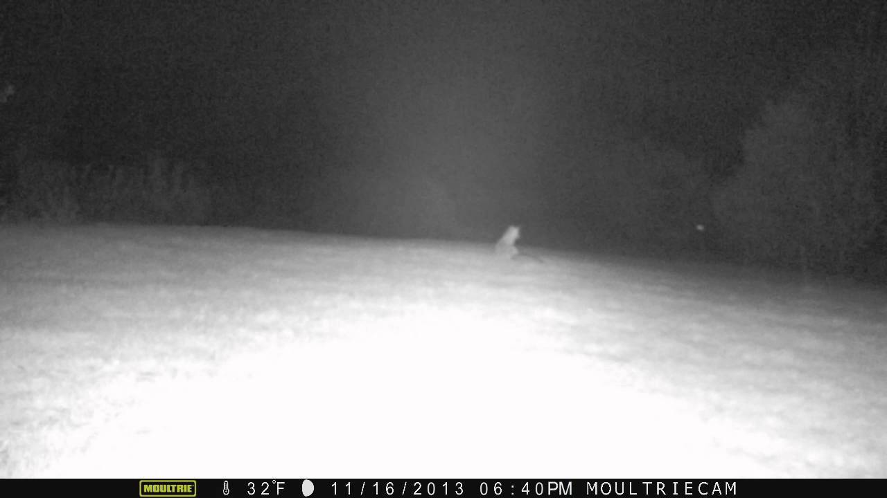 Fox caught on deer cam - YouTube