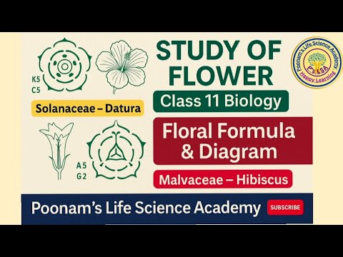 how to Study Flowers | how to Draw Floral Formula and Floral Diagram ...