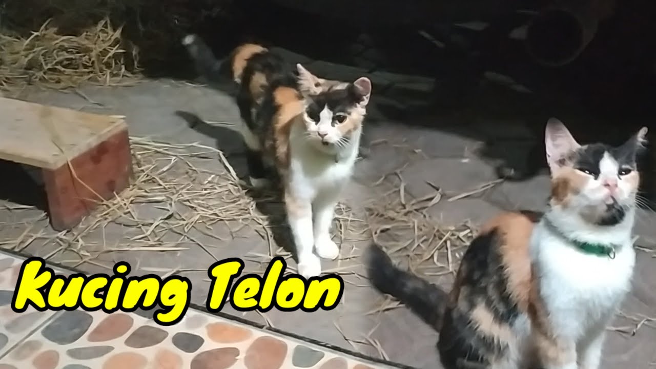Kedatangan Kucing Langka kucing Telon || Kucing Lucu - YouTube